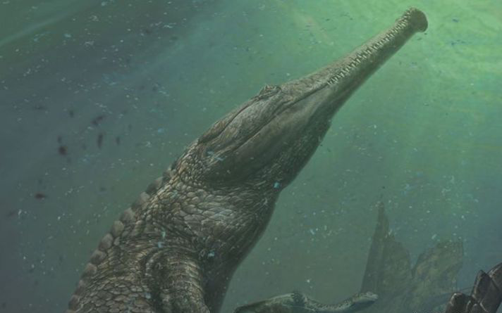 Machimosaurus rex: Loài cá sấu nước mặn to lớn nhất từng được con người ...