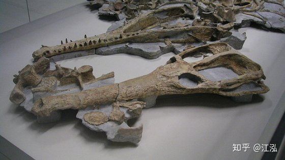 Machimosaurus rex: Loài cá sấu nước mặn to lớn nhất từng được con người ...